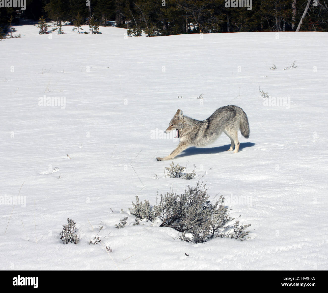 yellowstonenps 16826153359 Coyote stretching Stock Photo - Alamy