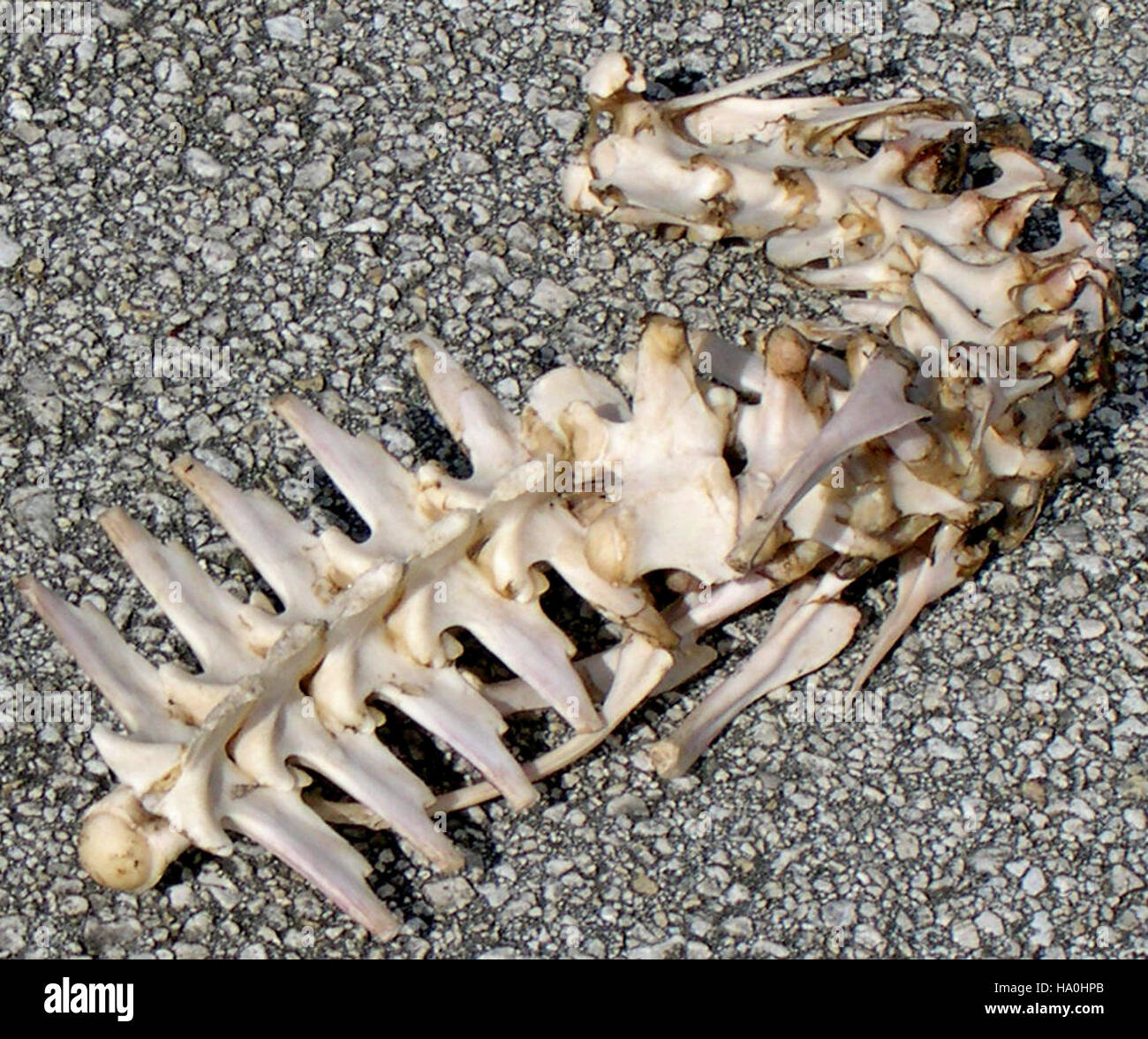 evergladesnps 9101522657 alligator skeleton, NPSPhoto Stock Photo - Alamy