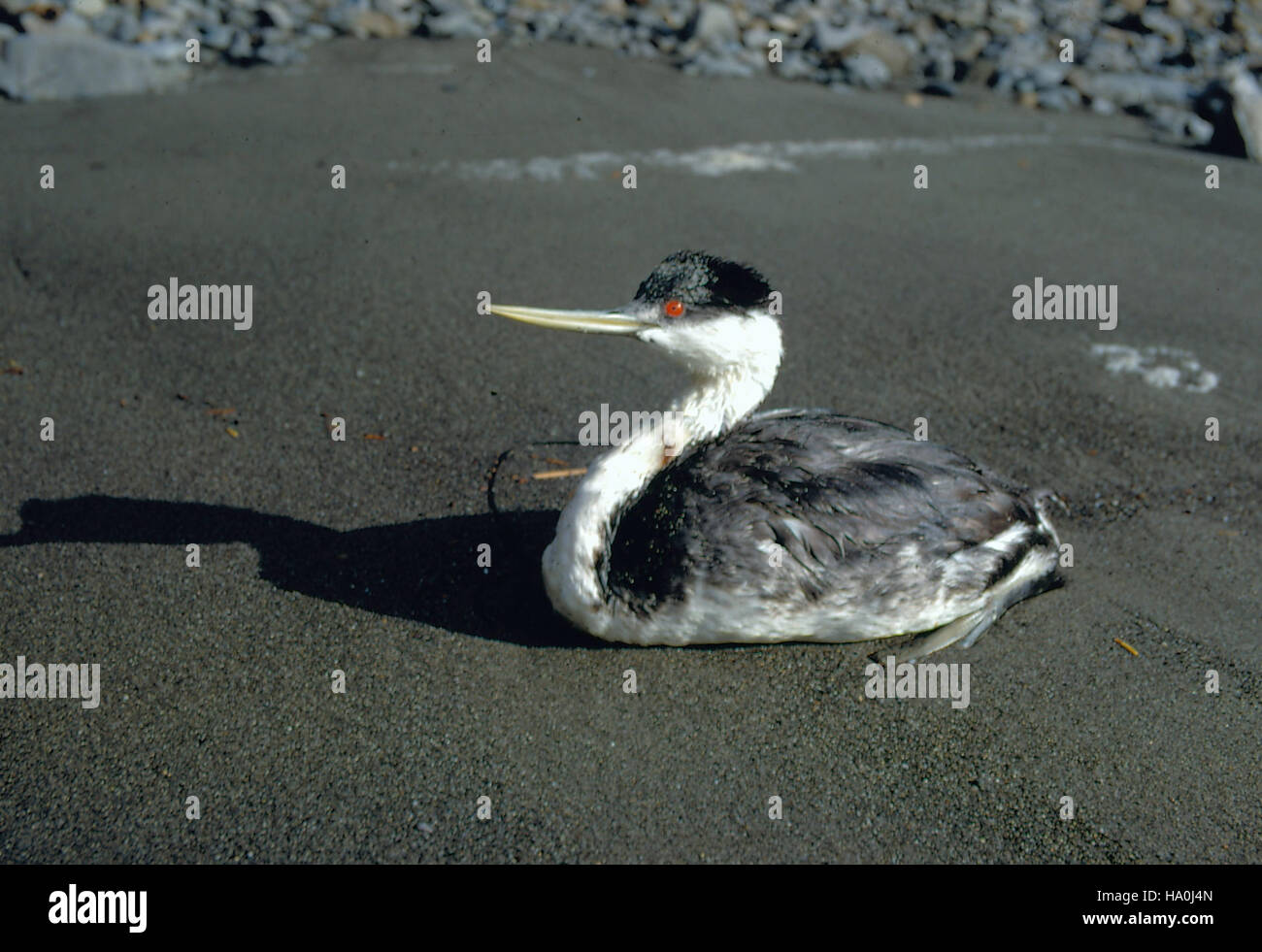 A photograph of Western Grebes at the beach in Olympic National Park ...