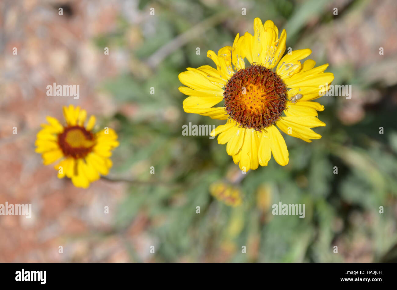 In Zion National Park, spring brings vibrant wildflowers into bloom ...