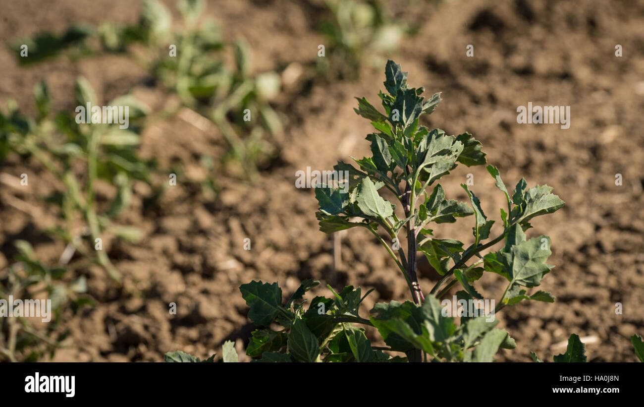 The USDA's Environmental Quality Incentives Program (EQIP) focuses on ...