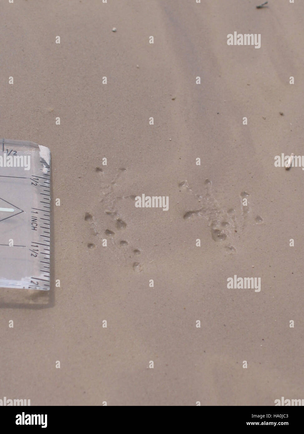 Frog tracks in Badlands National Park highlight the diverse wildlife ...