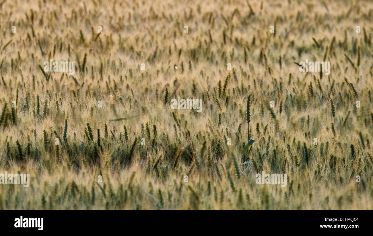 The USDA Natural Resources Conservation Service (NRCS) works on ...