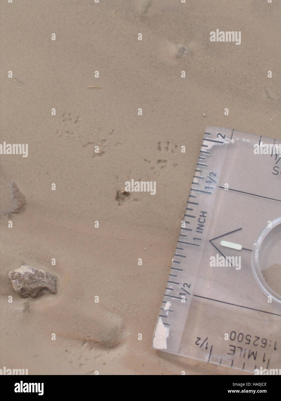 Mouse tracks hi-res stock photography and images - Alamy