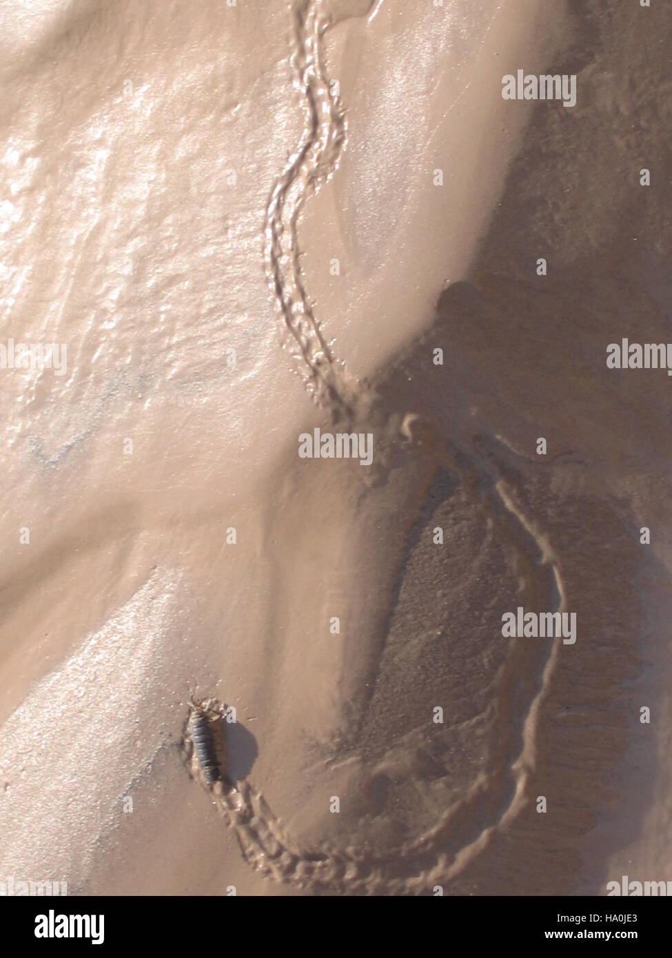 Pill bugs and their tracks were observed in Badlands National Park ...