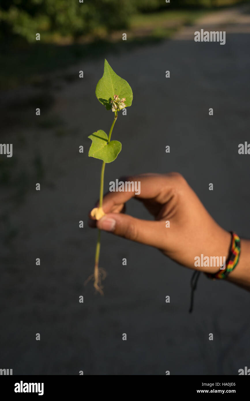 0671 hi-res stock photography and images - Alamy