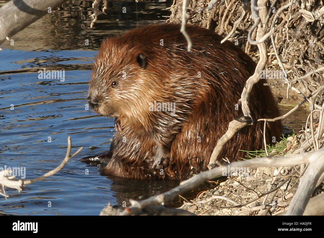 Habitat engineering hi-res stock photography and images - Alamy