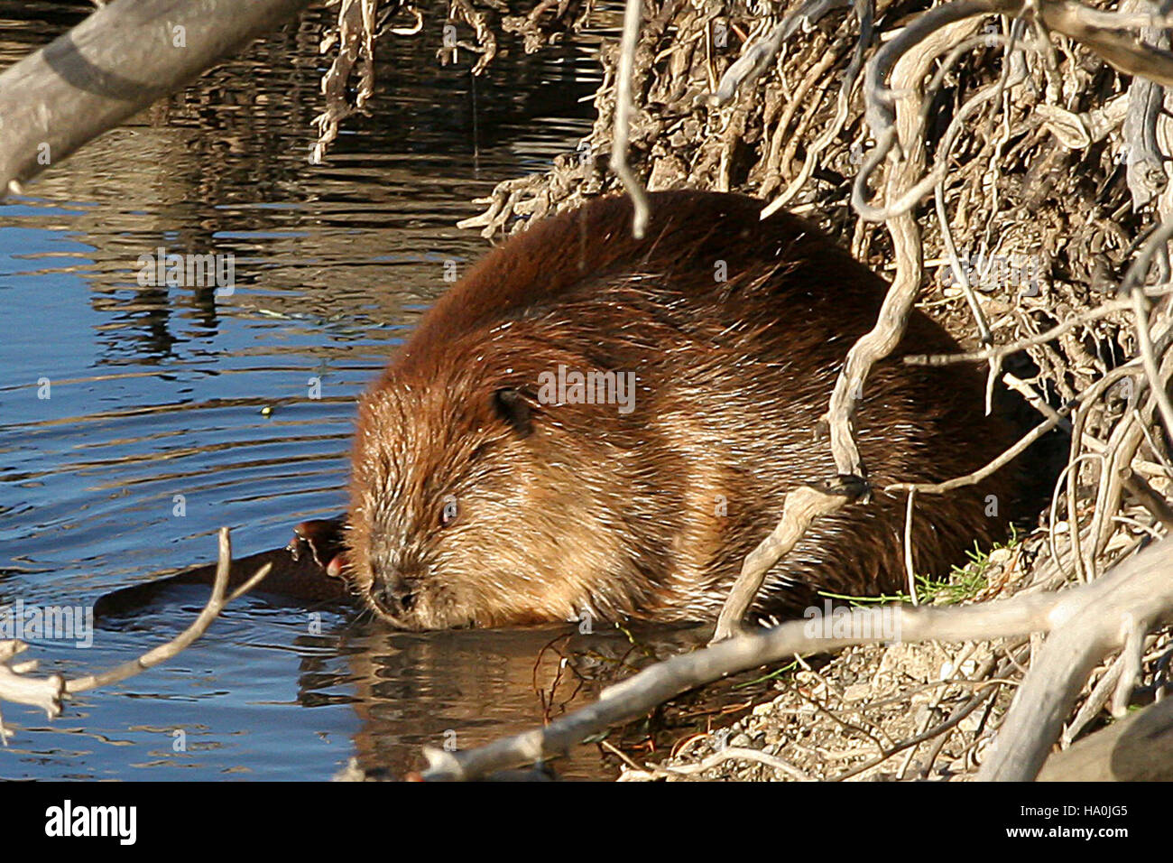 Beavers, known for their role in ecosystem engineering, are highlighted ...