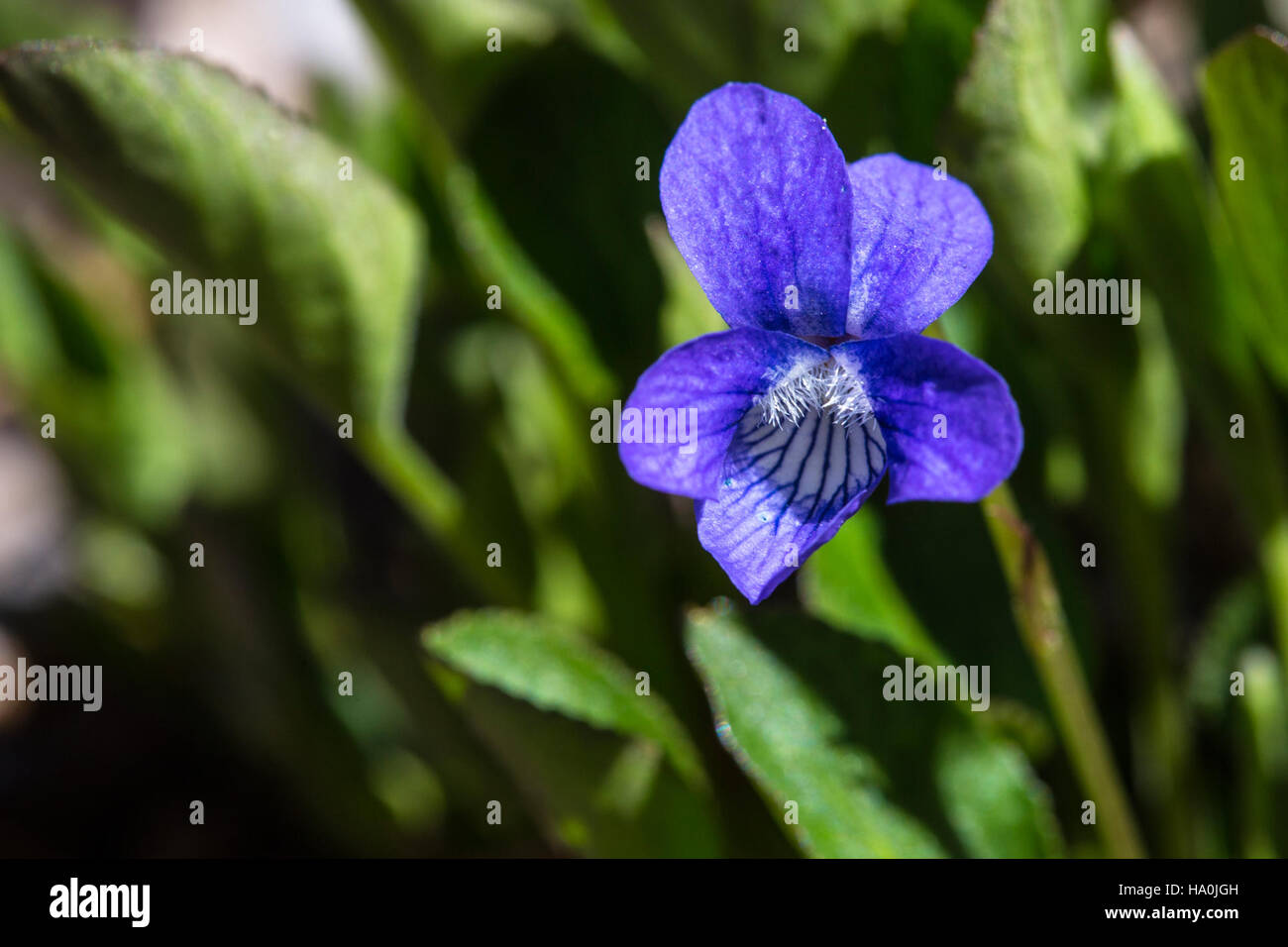 The Early Blue Violet (Viola adunca) is a wildflower found in Glacier ...