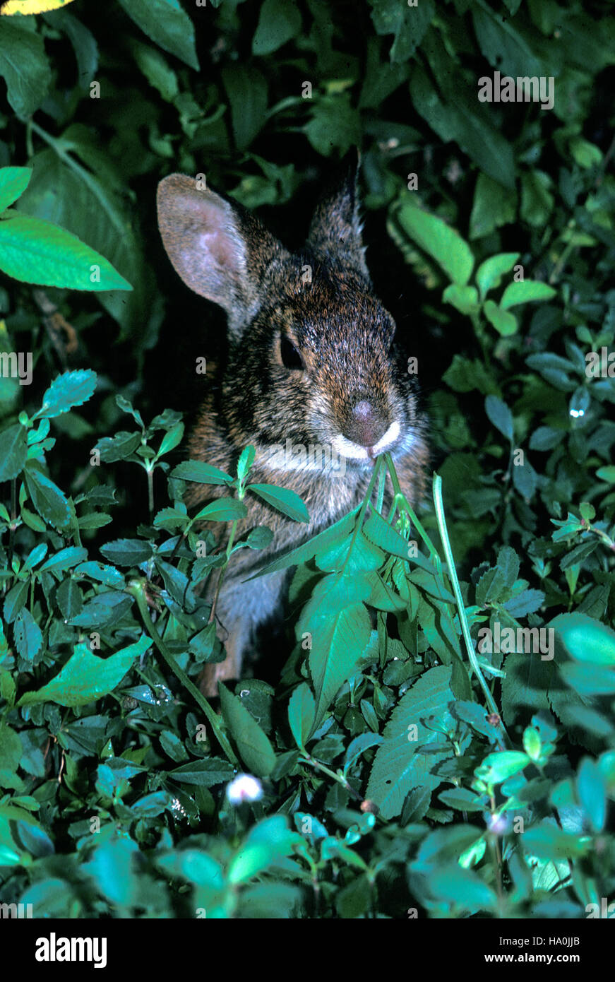 This image features the MAM marsh rabbit, native to the Everglades ...