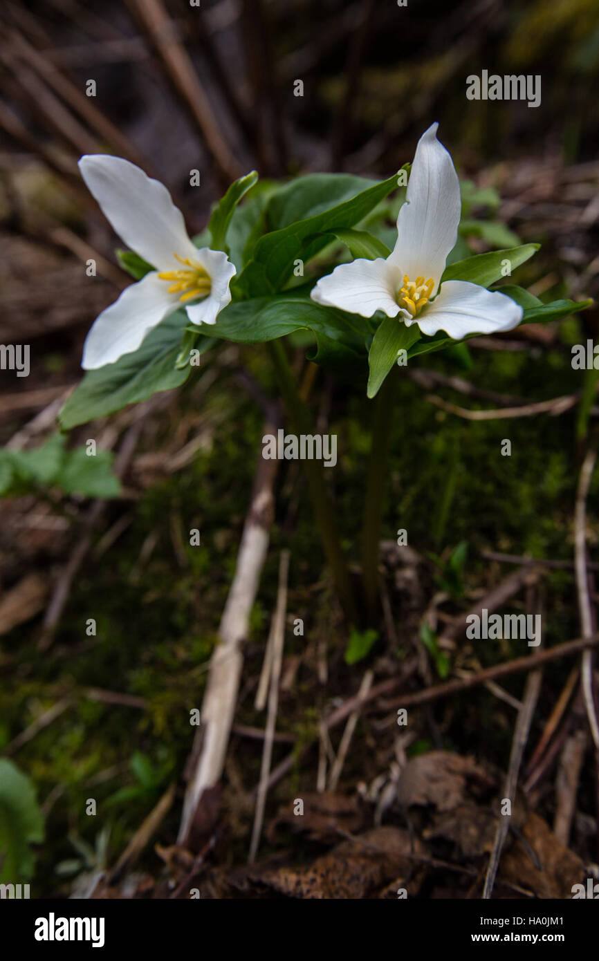 Distinctive three petaled blooms hi-res stock photography and images ...