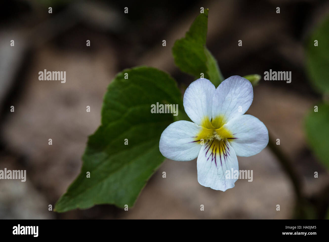 Viola canadensis hi-res stock photography and images - Alamy