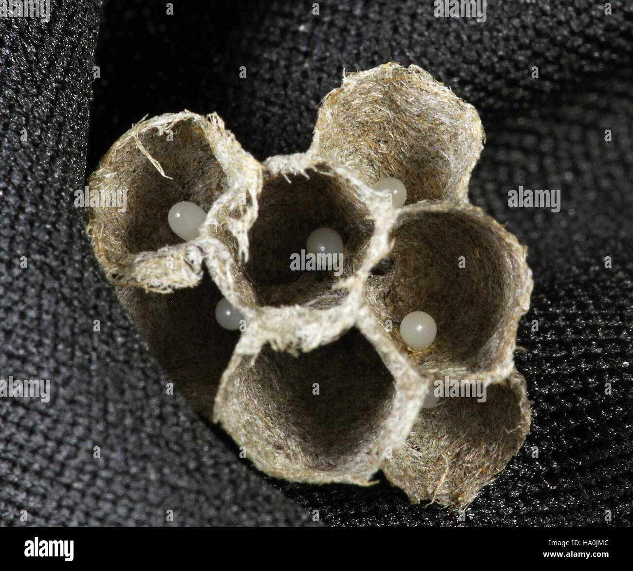 A wasp nest in Assateague National Park provides an example of the ...