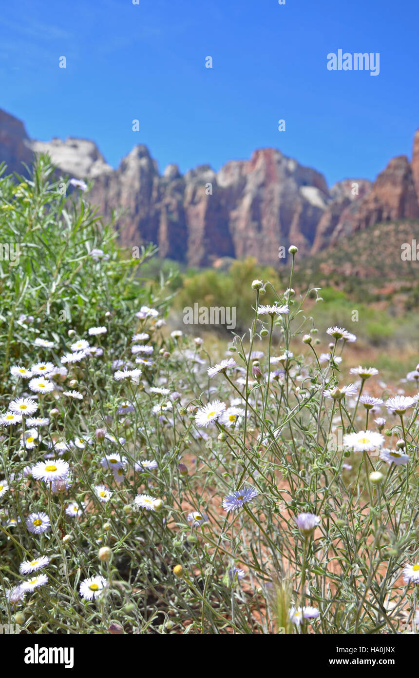 Trailing Daisies, native to the southwestern U.S., are seen in Zion ...