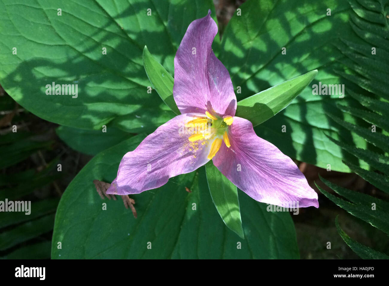 olympicnps 22580612529 pink trillium flower plant cbubar Stock Photo ...