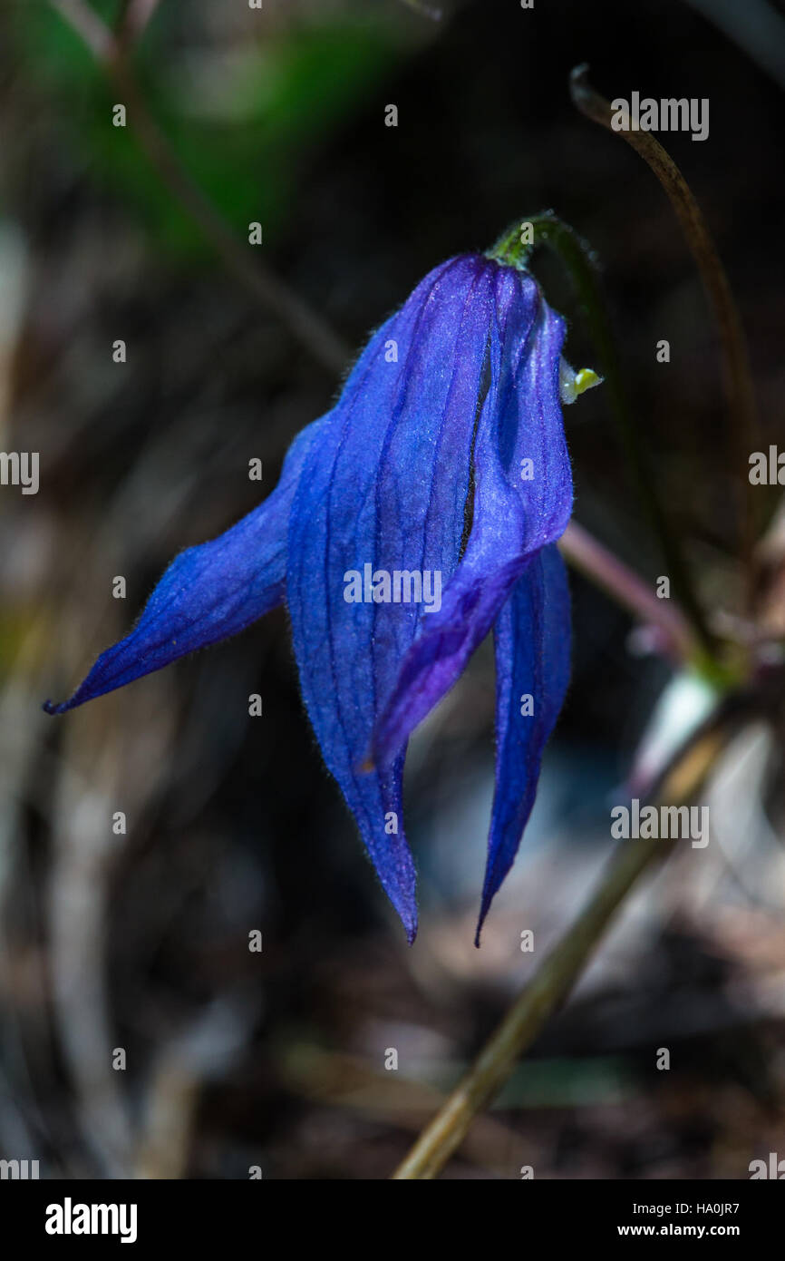 Rocky Mountain Clematis (Clematis occidentalis) is a native plant ...