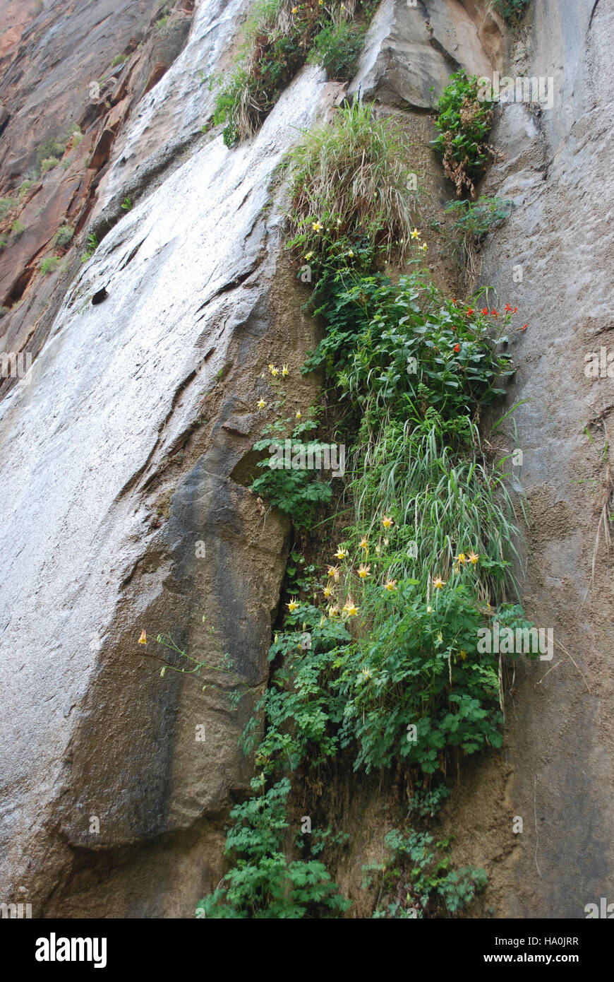 The Hanging Gardens in Zion National Park feature lush, water-dependent ...