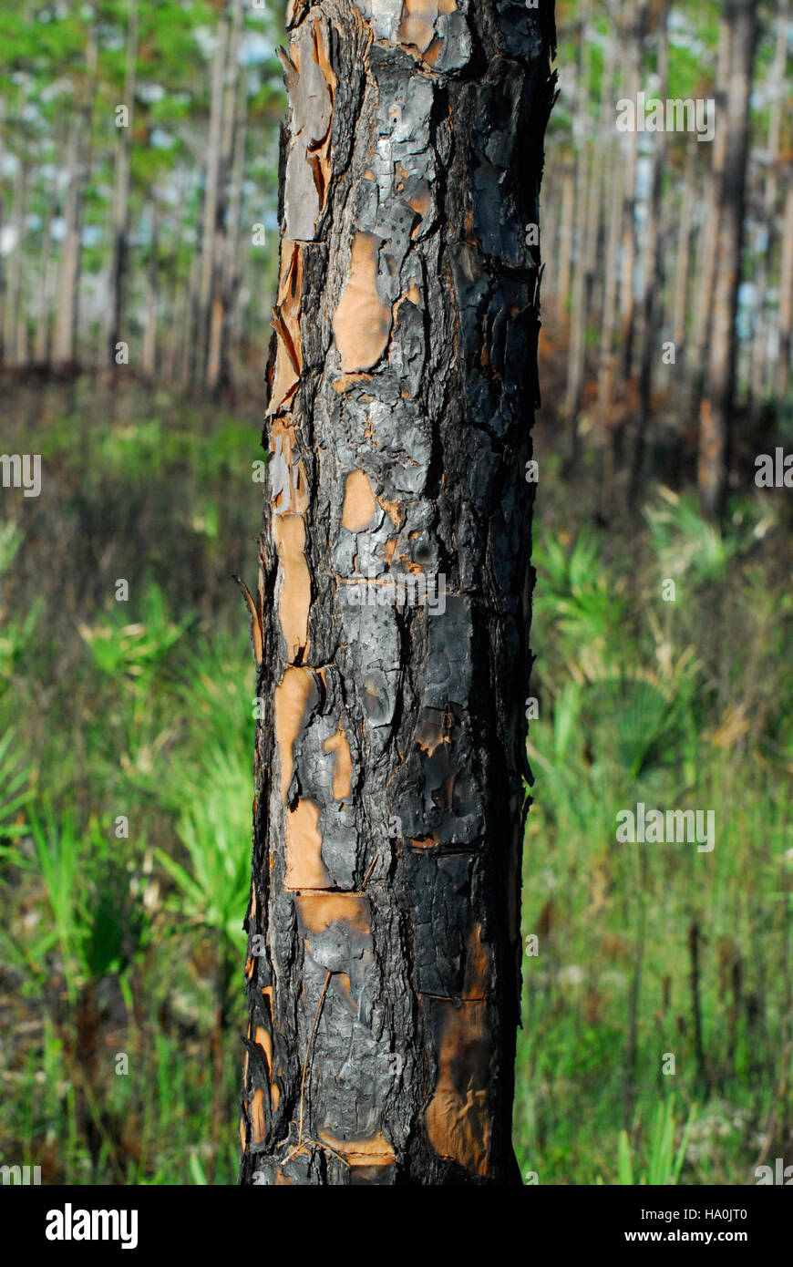 After a prescribed fire in the Everglades Pinelands, this photo ...