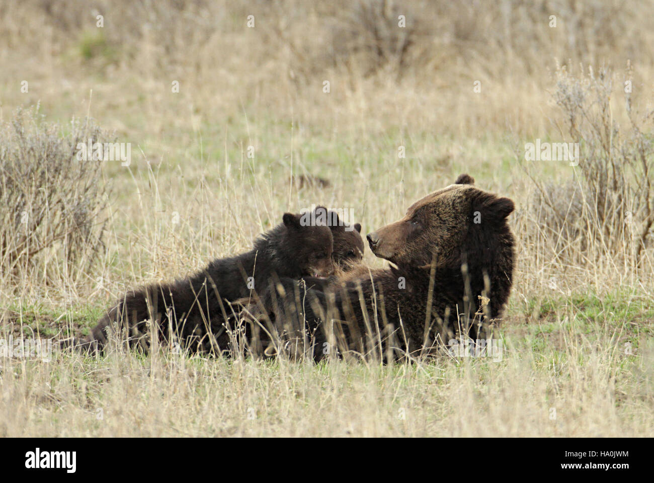 The image shows a grizzly bear sow nursing her cubs near Fishing Bridge ...