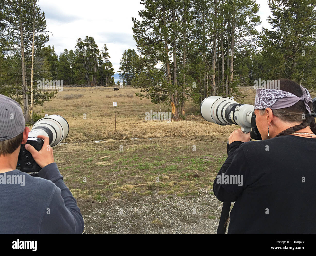 A photographer captures a grizzly bear from a safe distance in ...