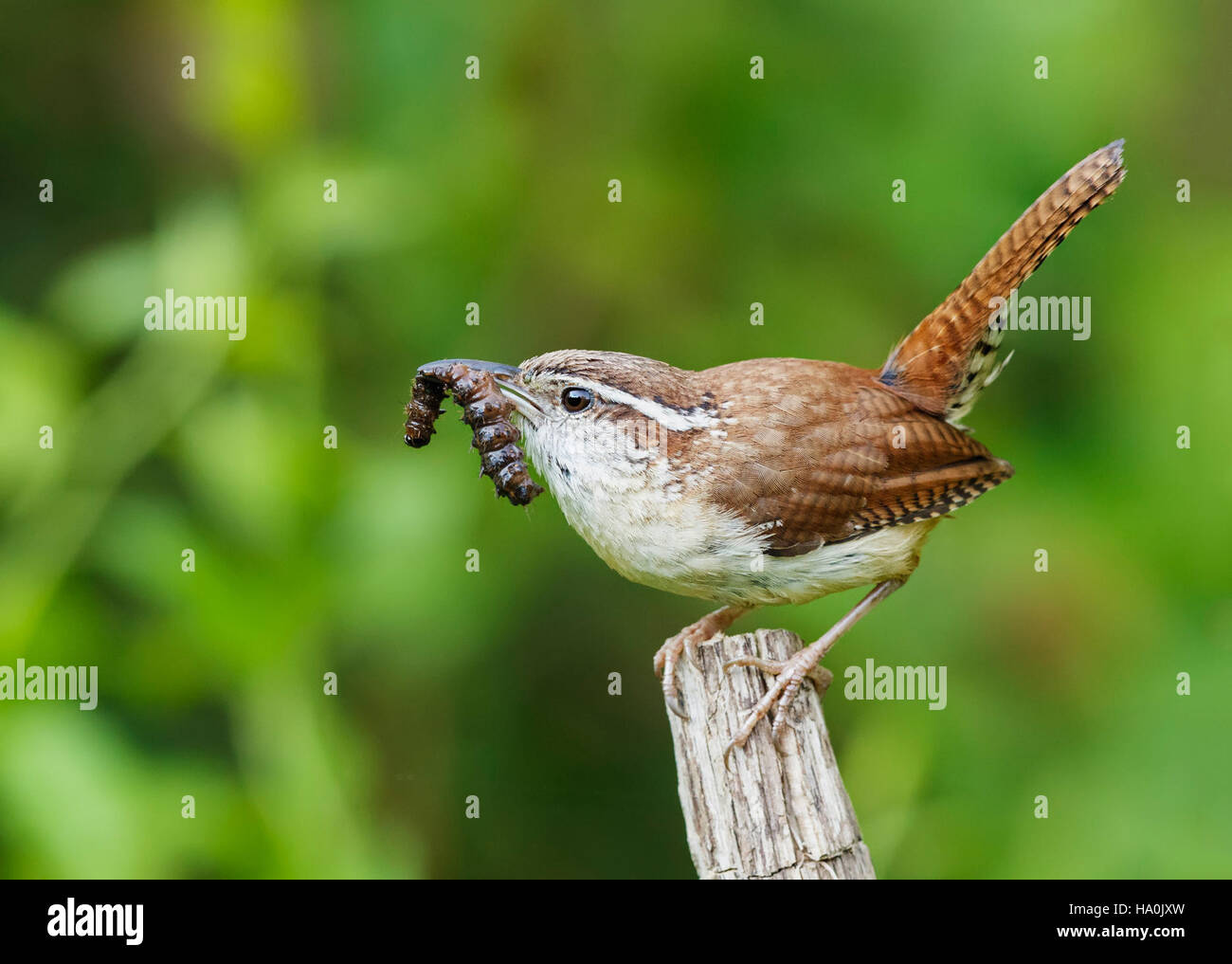 Gotcha hi-res stock photography and images - Alamy