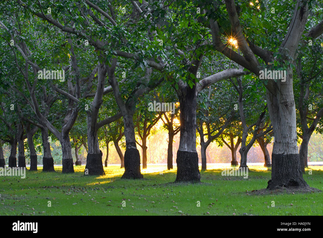 Walnut trees, known for their valuable timber and nuts, are an ...