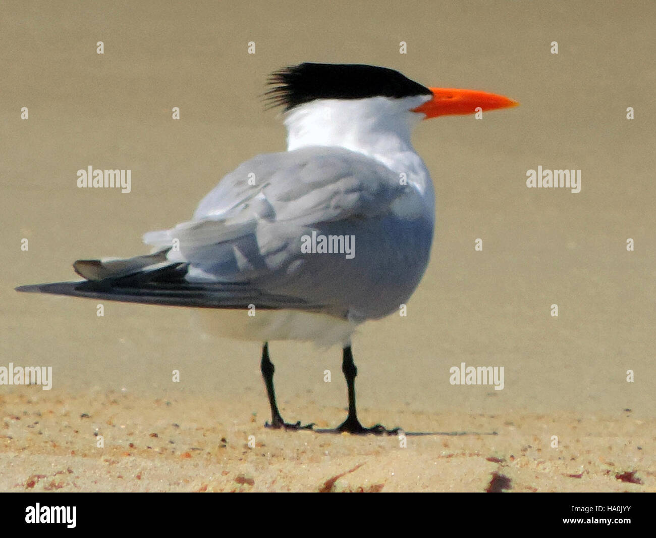 A Royal Tern in flight at Cape Hatteras National Seashore, a key ...