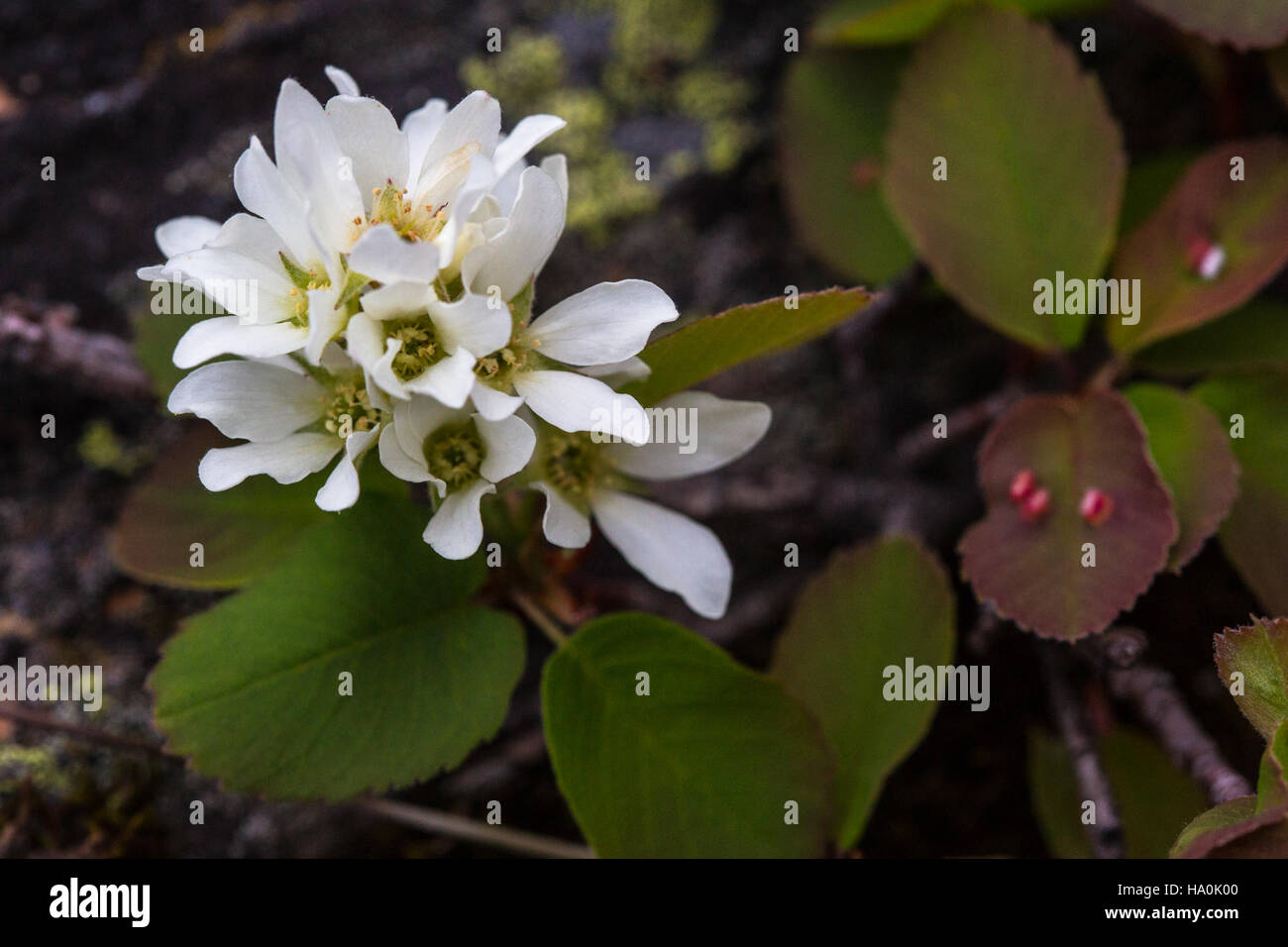 Serviceberry forest hi-res stock photography and images - Alamy