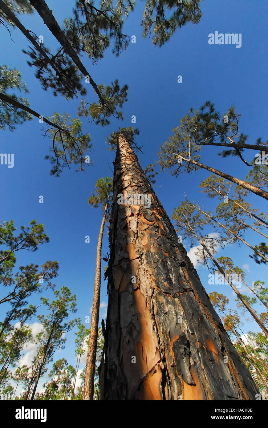 This image shows the Everglades Pinelands following a prescribed fire ...