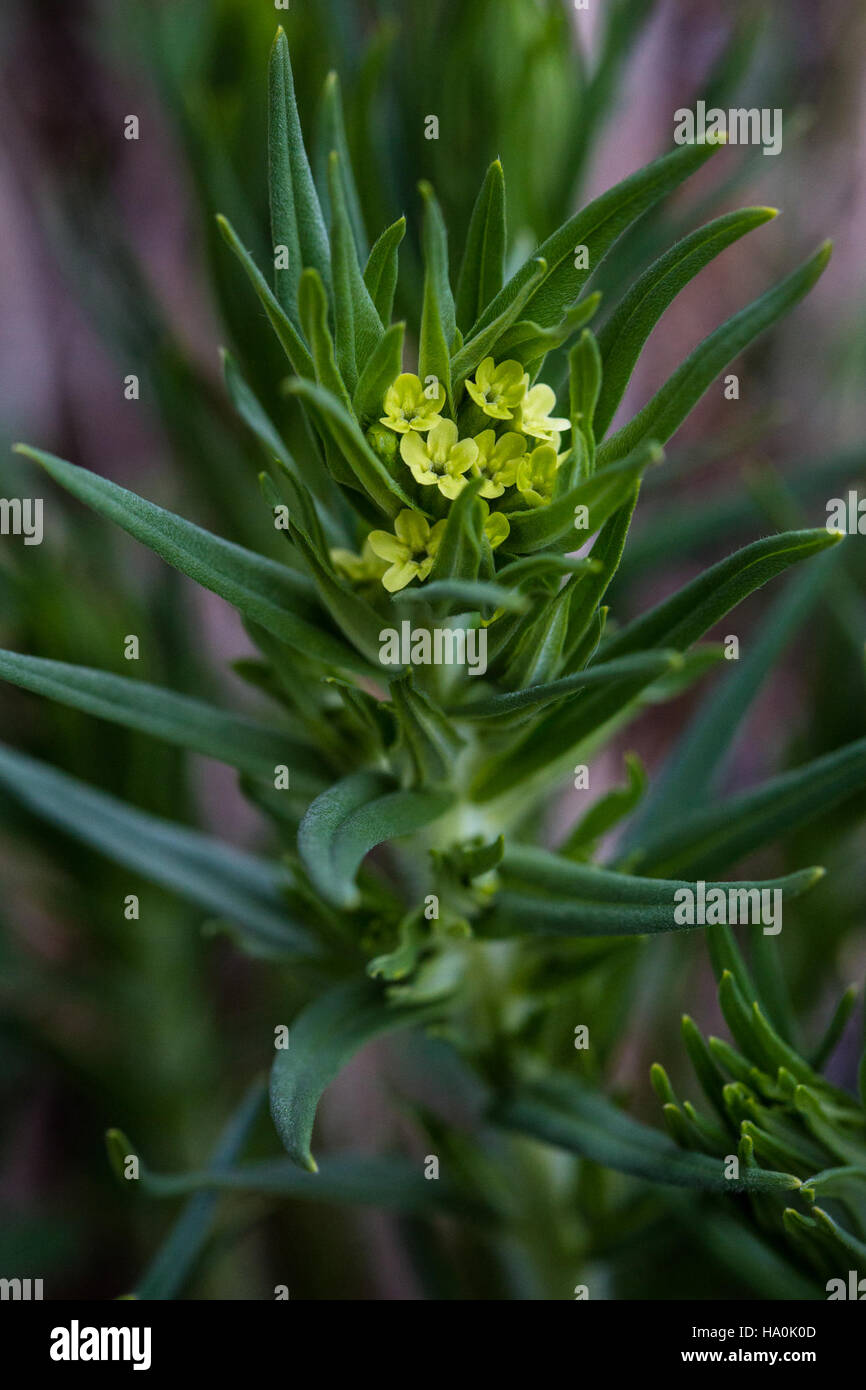 Stoneseed High Resolution Stock Photography and Images - Alamy