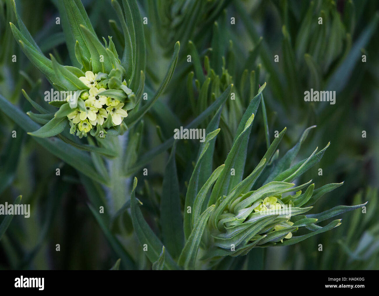 glaciernps 20680921352 Western Stone Seed Stock Photo - Alamy