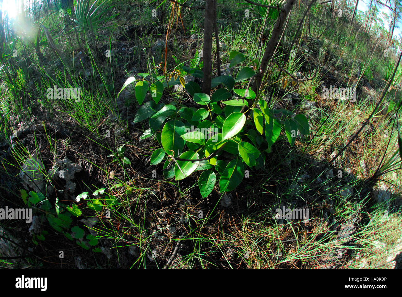 A prescribed fire in the Everglades National Park has cleared the ...