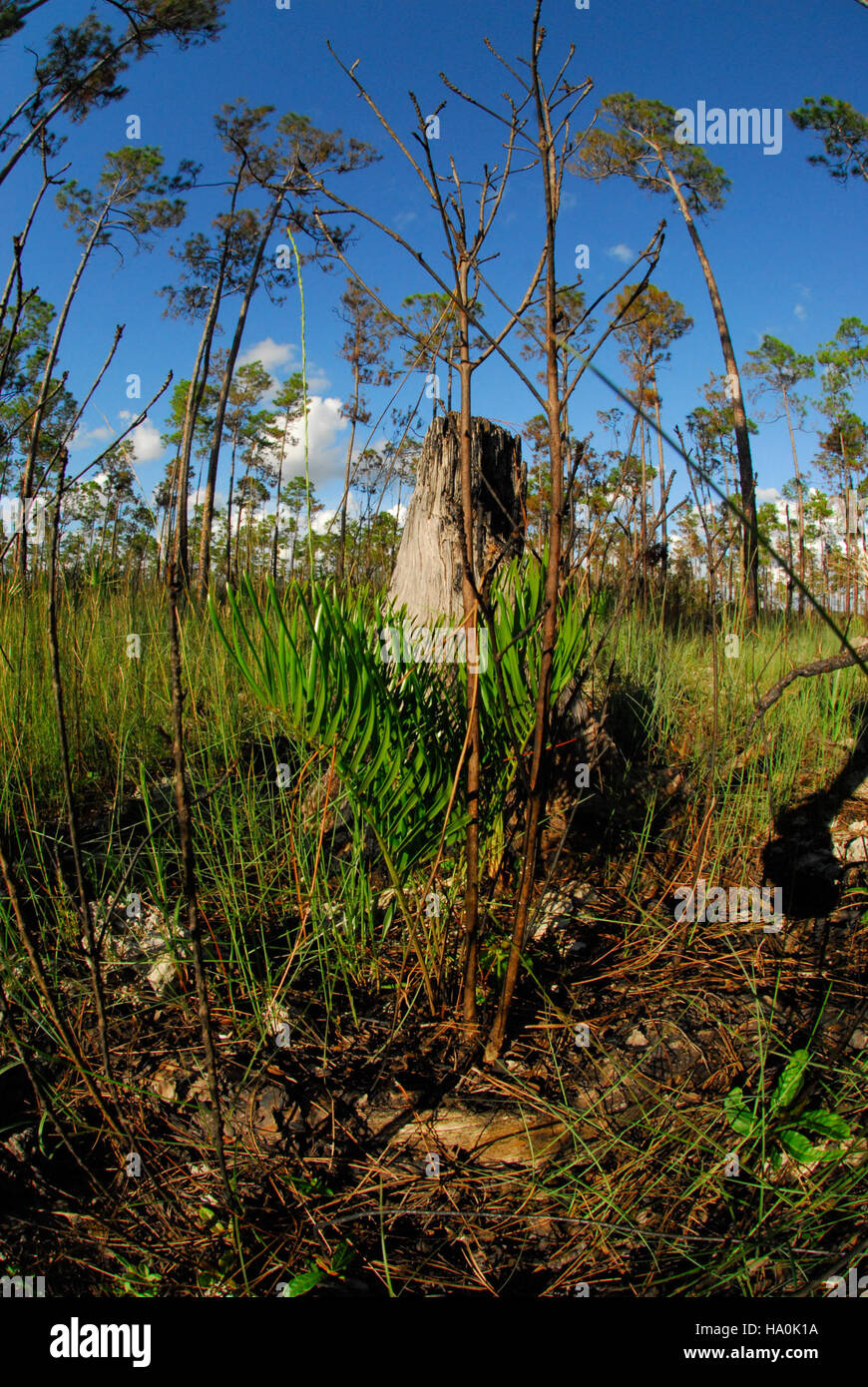 Pinelands in Everglades National Park, shown post-prescribed fire ...