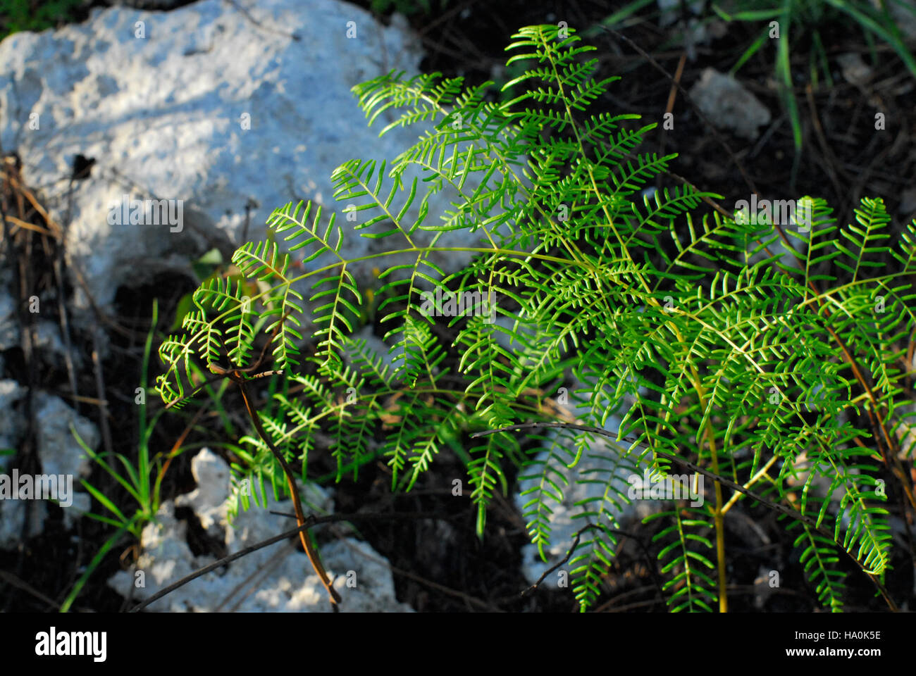The image captures the aftermath of a prescribed fire in the Pinelands ...