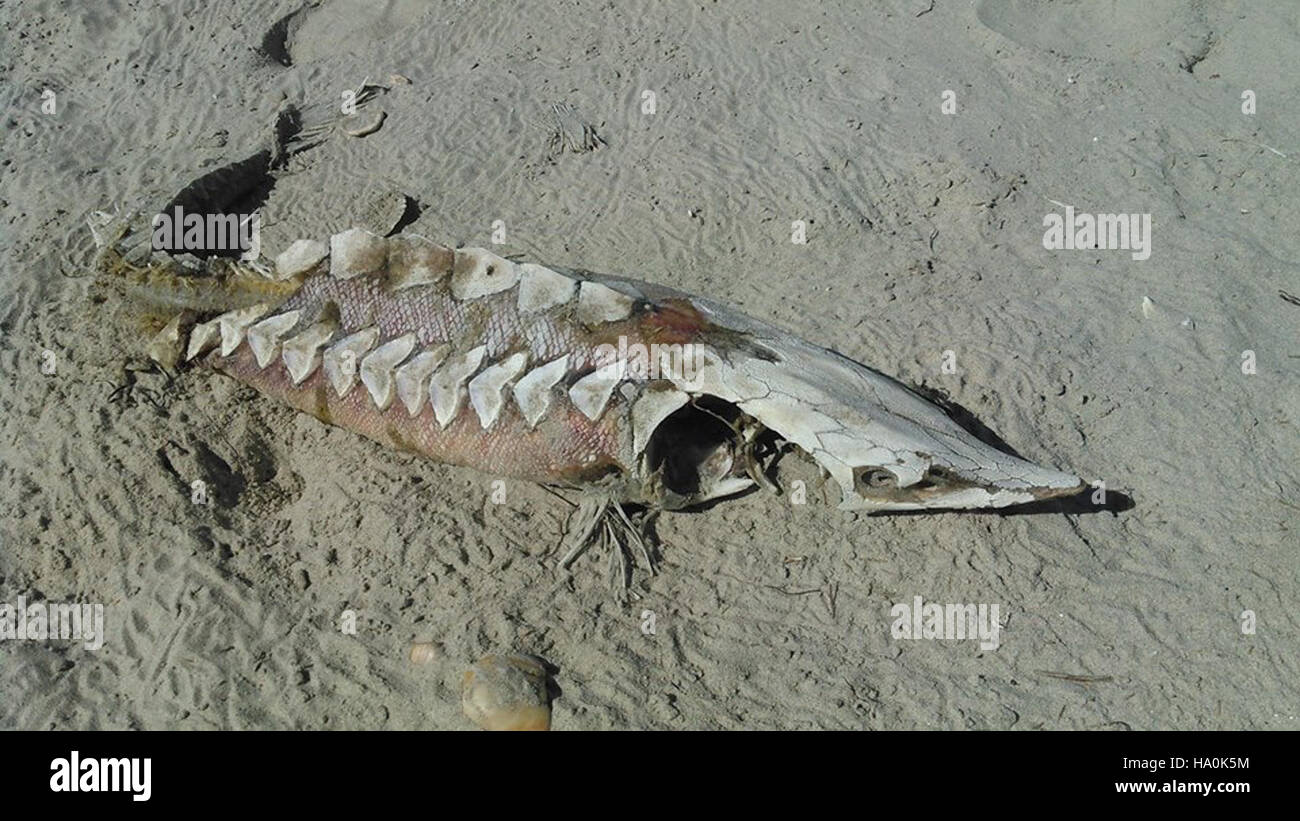 The Atlantic Sturgeon, once near extinction, is an important species ...
