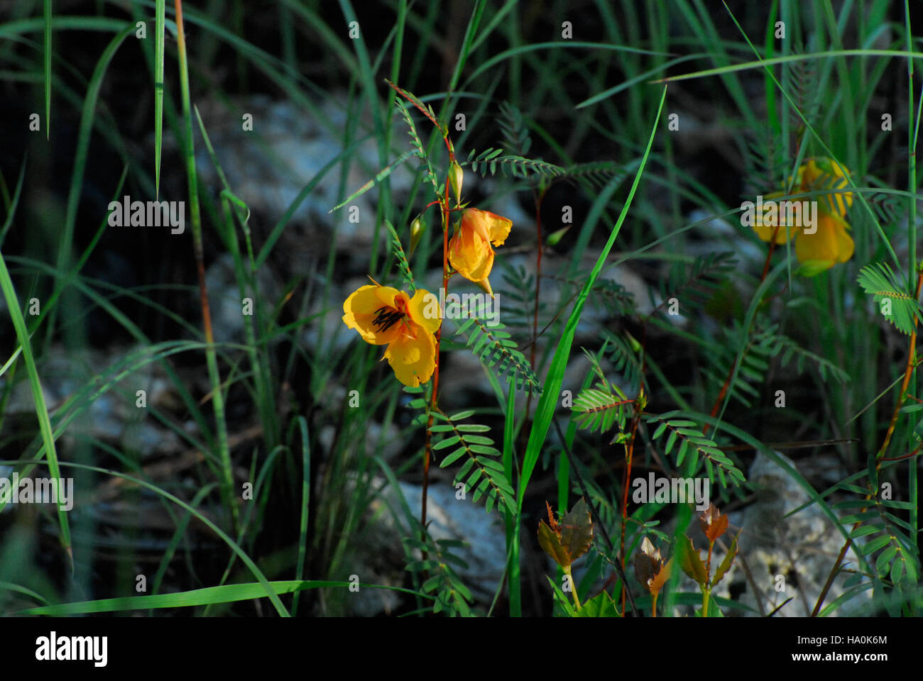 A post-prescribed fire image of the Pinelands in Everglades National ...