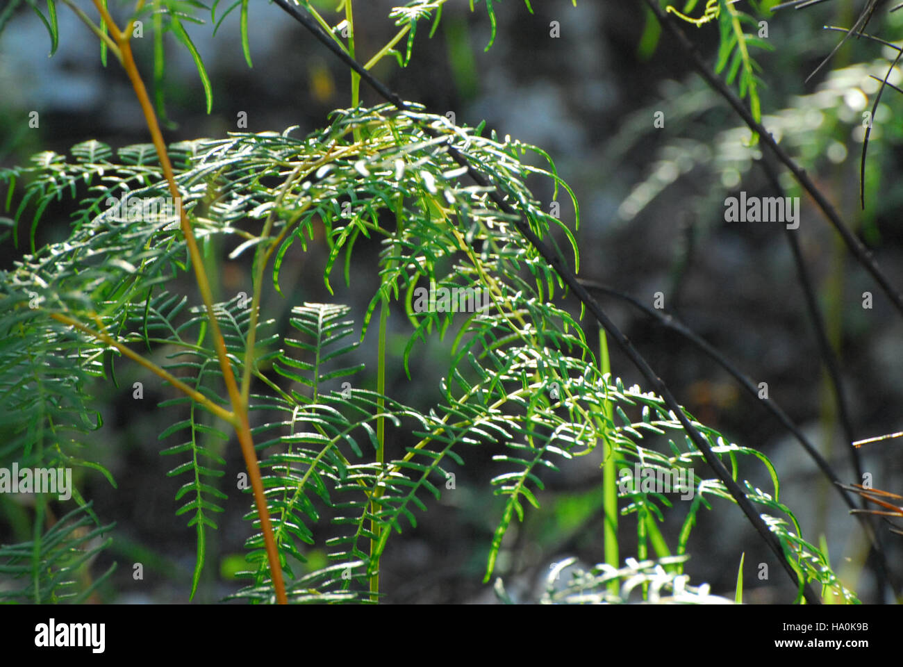 After a prescribed fire, the Pinelands of Everglades National Park ...