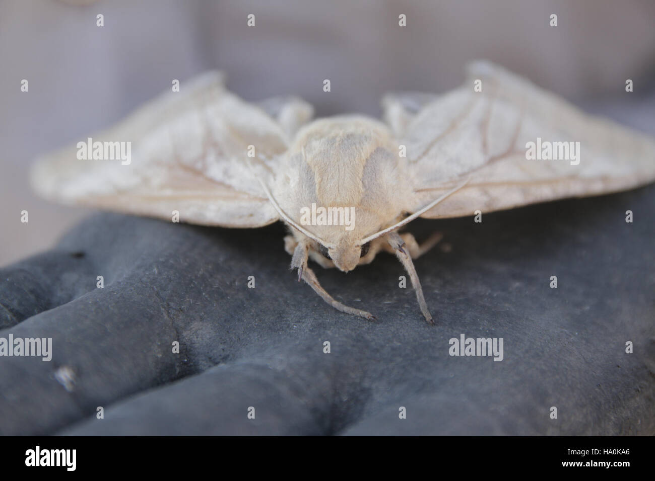 Heliothis zea hi-res stock photography and images - Alamy