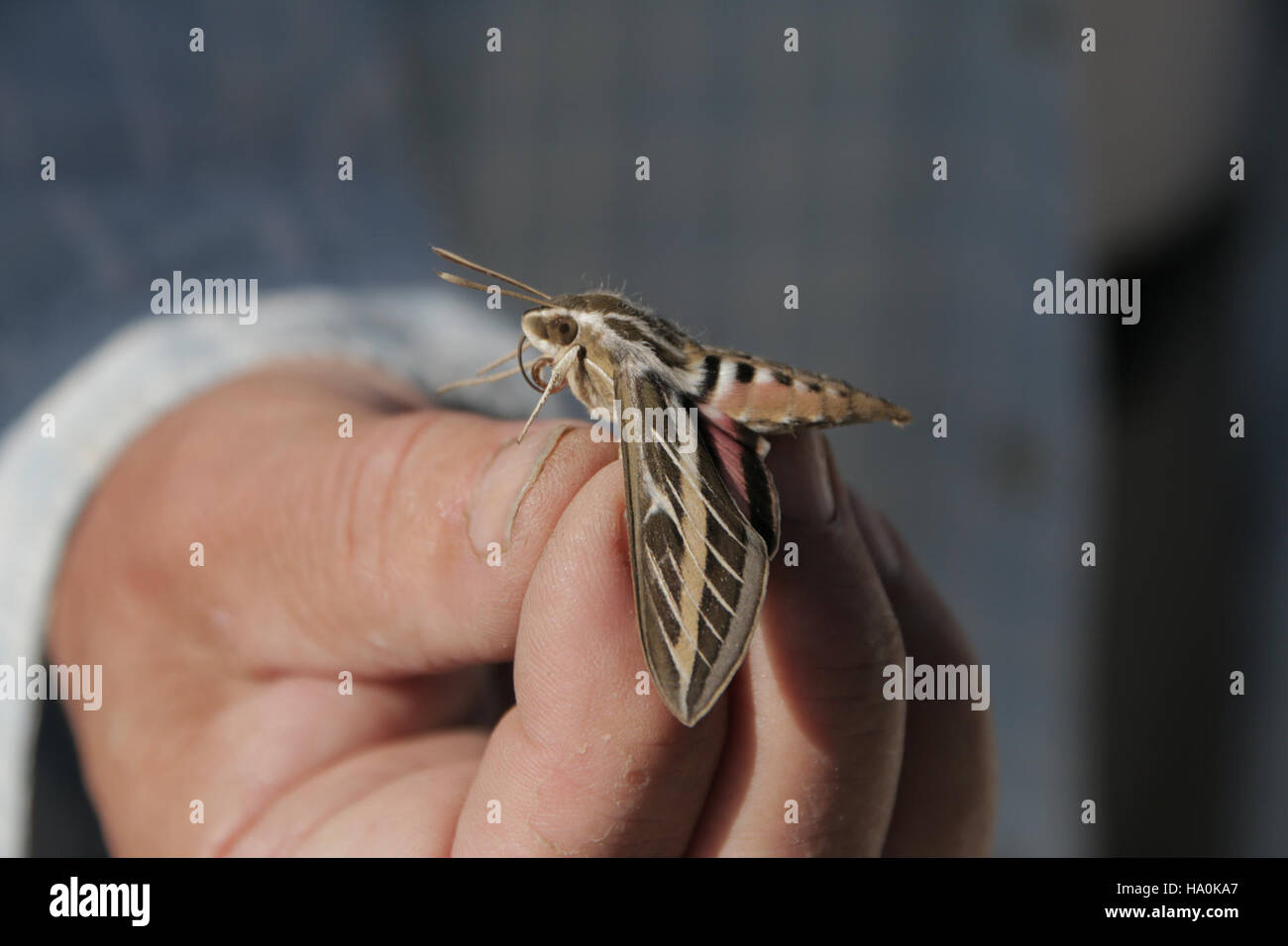 The Sphinx Moth, known for its impressive size and distinctive ...