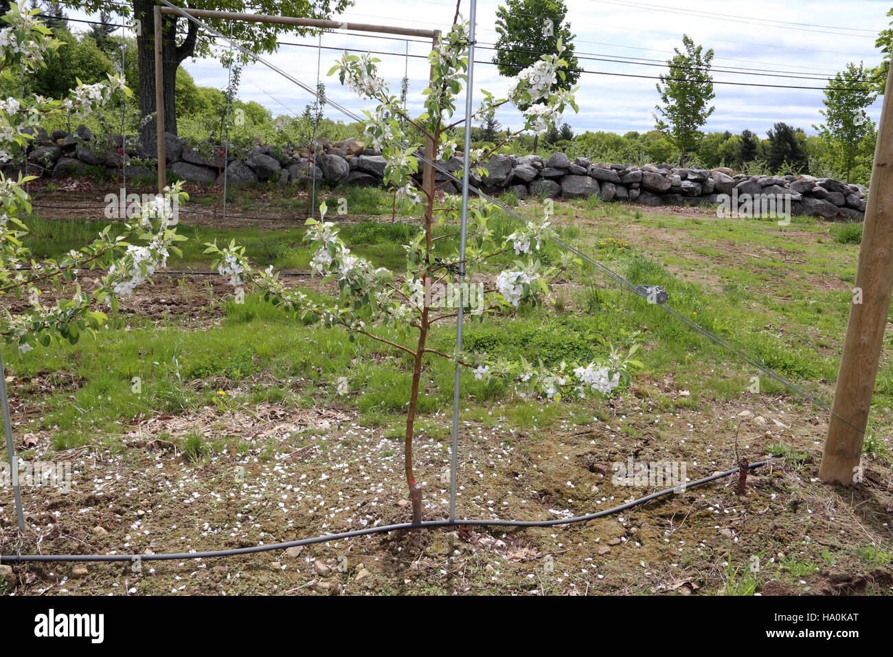 Micro irrigation hi-res stock photography and images - Alamy