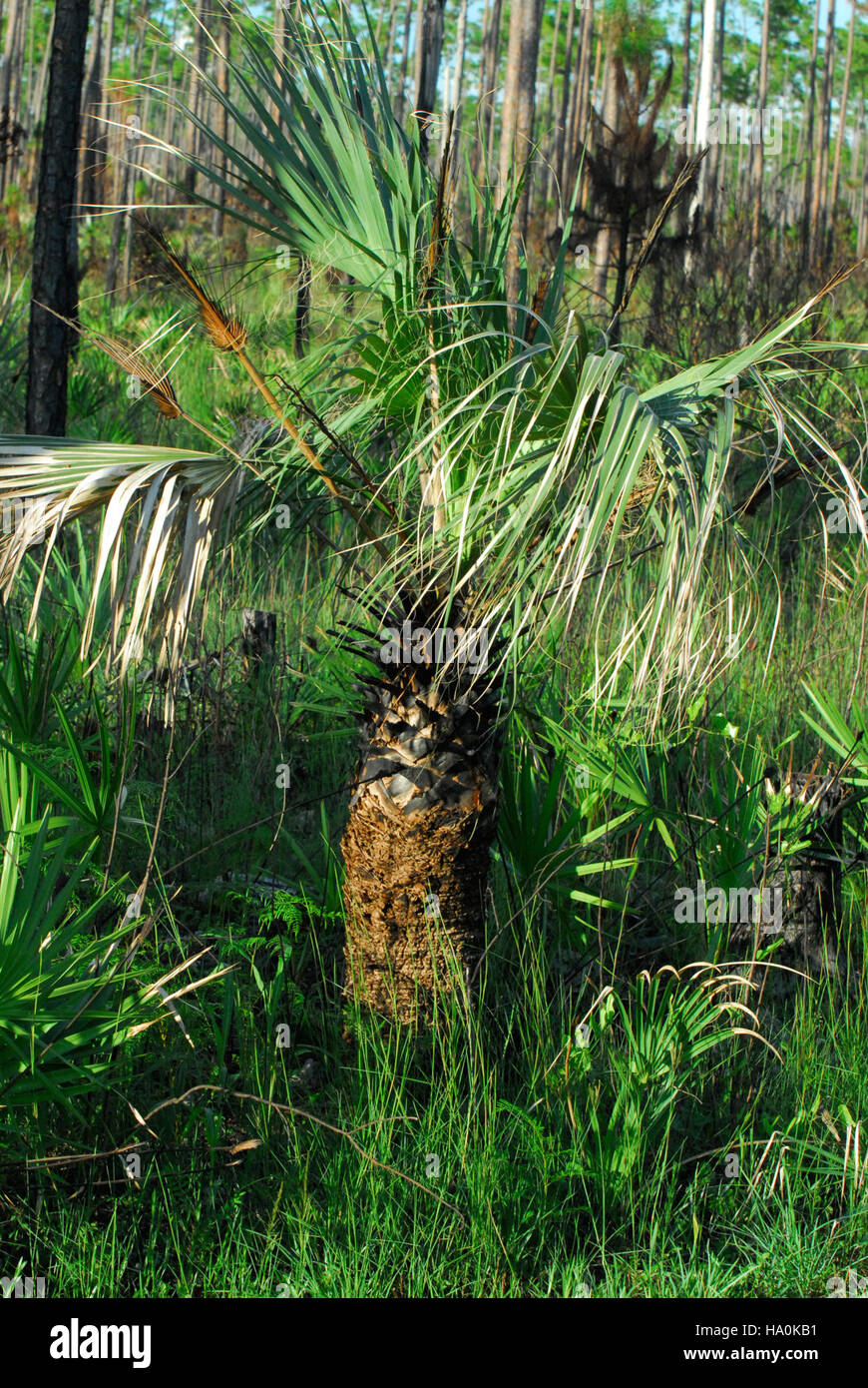 The image shows the Pinelands ecosystem in the Everglades National Park ...