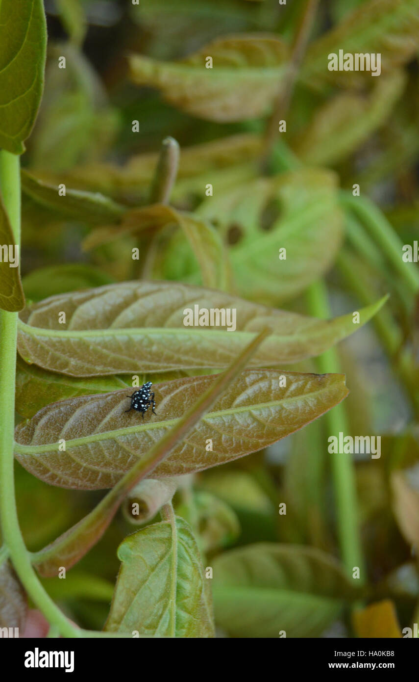 usdagov 18866227938 Spotted Lanternfly nymphs hatching from egg masses ...
