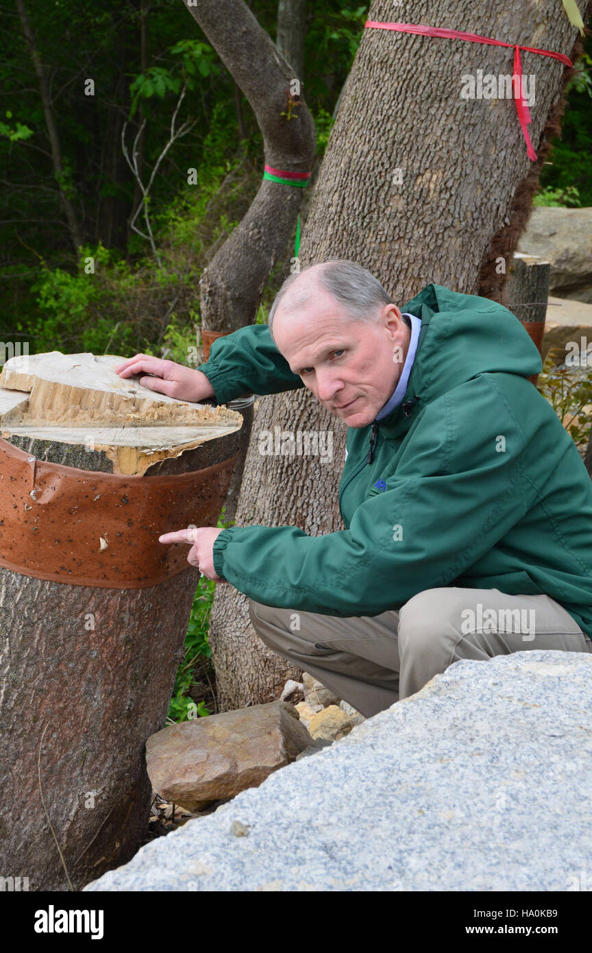 APHIS Administrator Kevin Shea oversees the placement of sticky bands ...