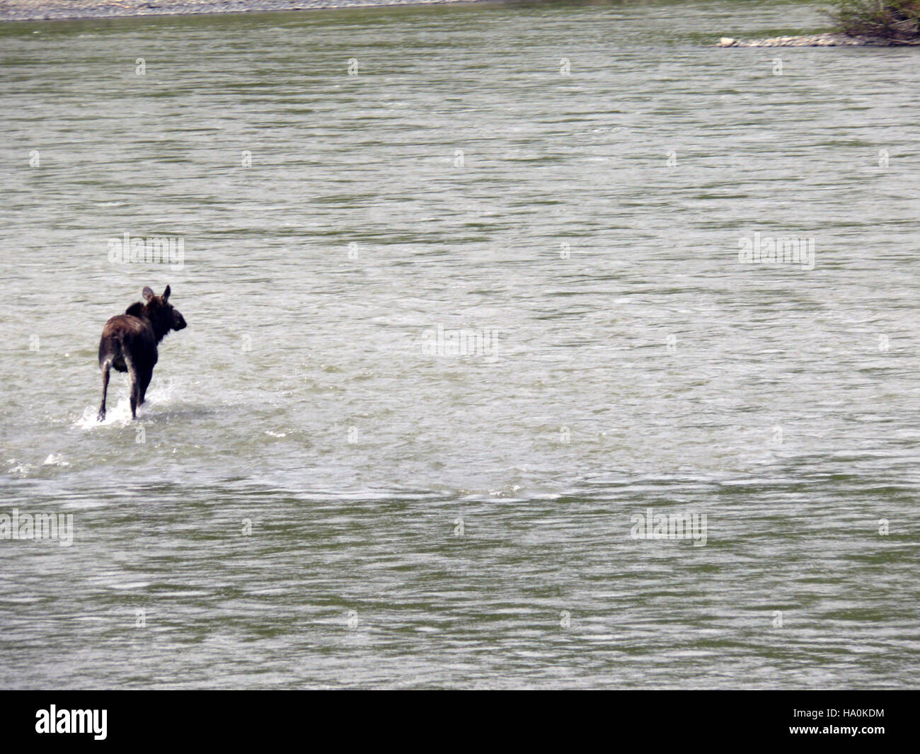This image depicts a moose in the wilds of Alaska, surrounded by ...