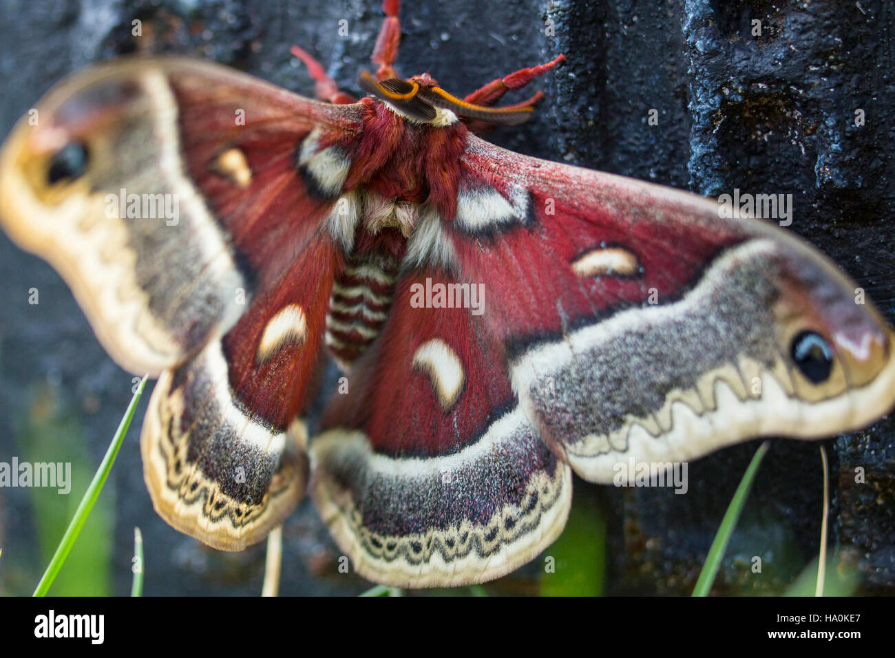 One of the largest moths in north america hi-res stock photography and ...