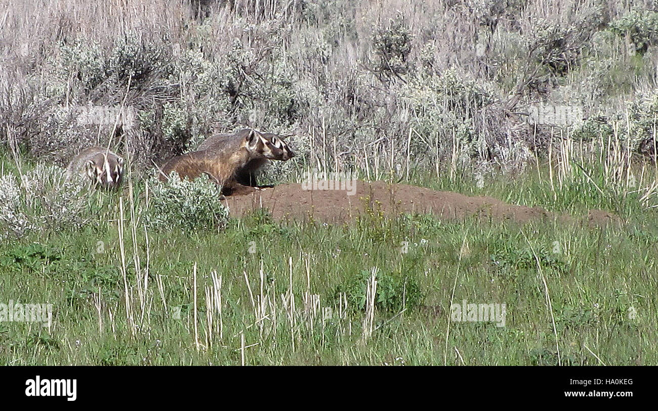 Badgers in Yellowstone National Park are part of the park's diverse ...