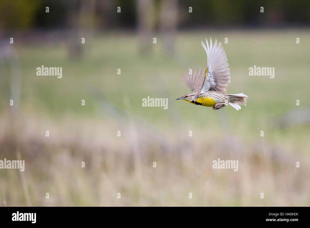 The Western Meadowlark, seen in Yellowstone’s Lamar Valley, is known ...