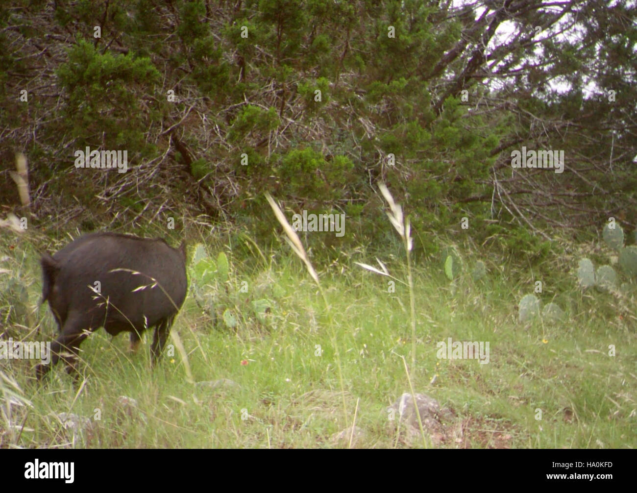 A trail camera captures a feral swine near a turkey nest site in Texas ...