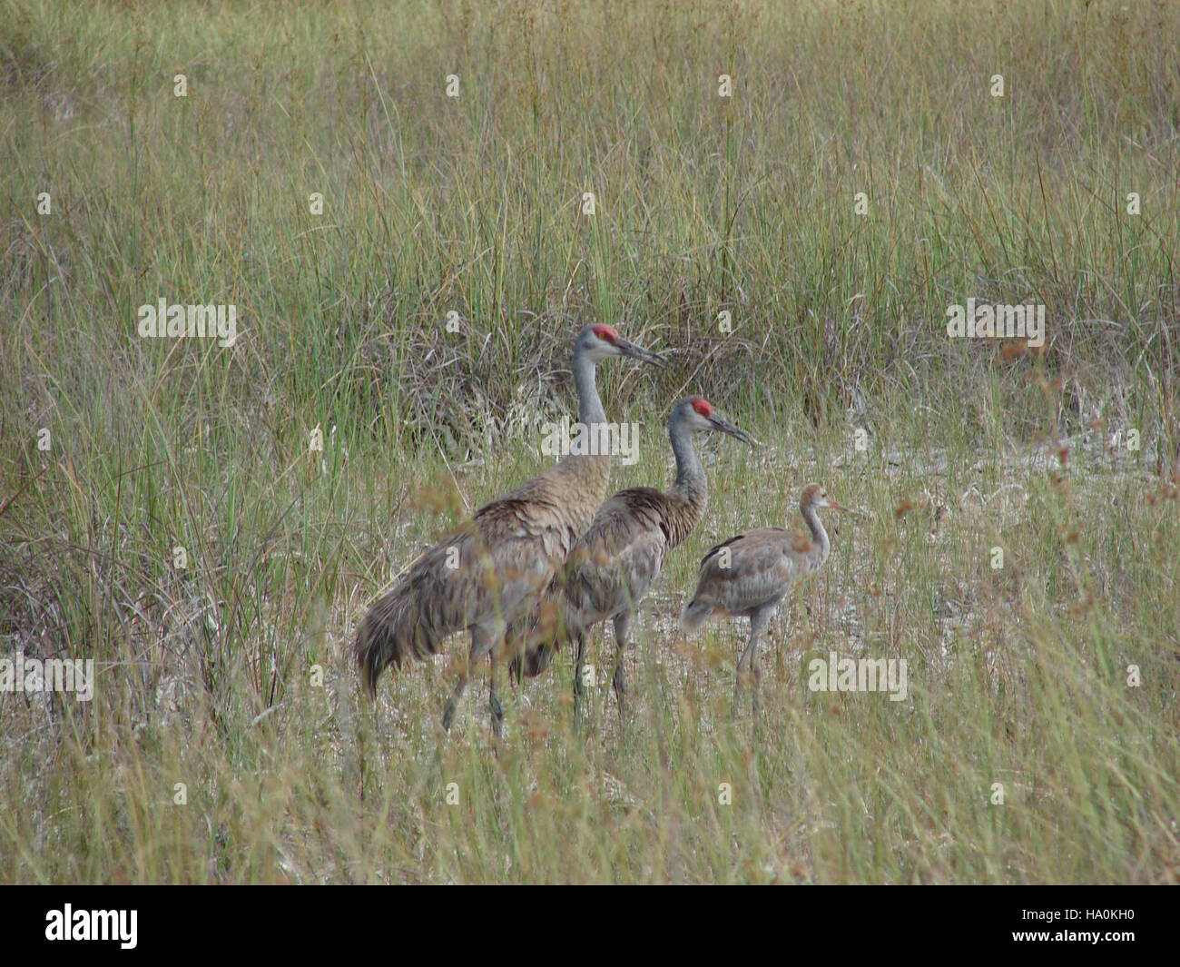 This photo shows a sandhill crane in the Everglades National Park, a ...