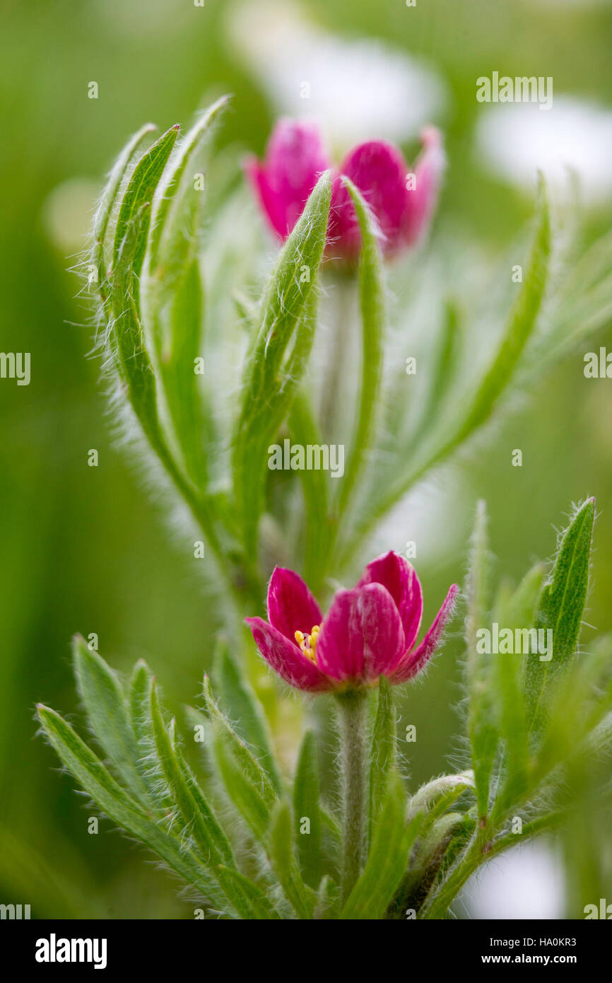 The cut-leaved anemone (Anemone multifida), a wildflower native to ...